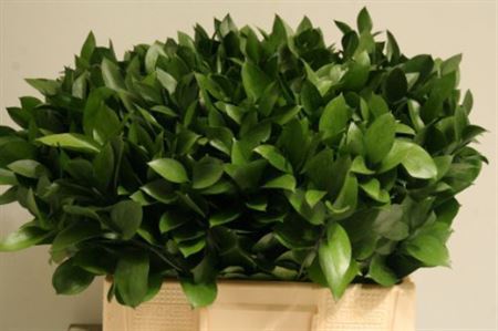 Greens Ruscus - Salal