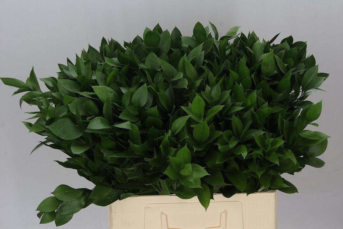 Greens Ruscus - Salal