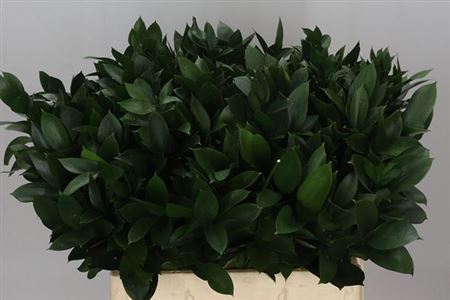 Greens Ruscus - Salal
