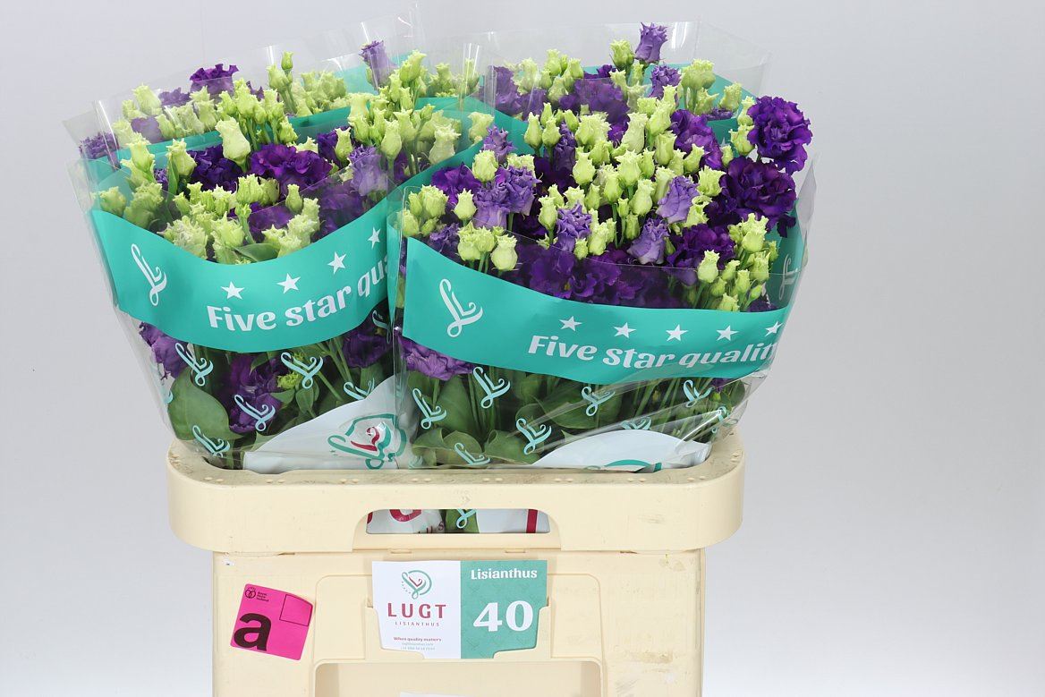 Eustoma - Lisianthus